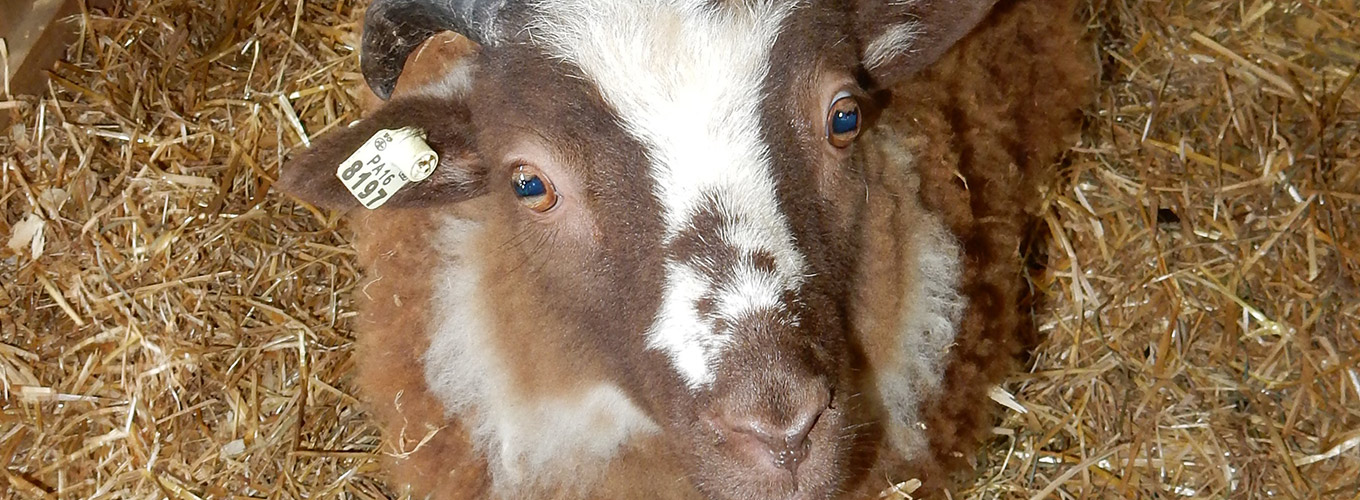 Animal Check-In Information - Crawford County Fair